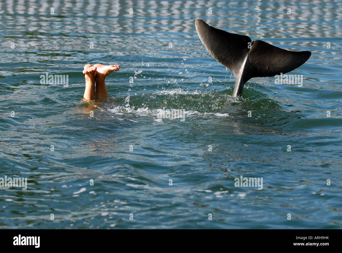 Human and Dolphin Stock Photo - Alamy