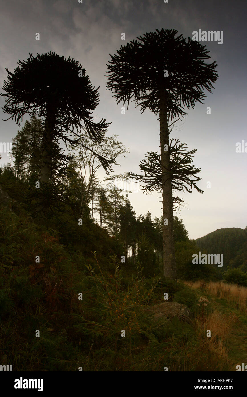 Monkey puzzle trees, Scottish coast Stock Photo - Alamy