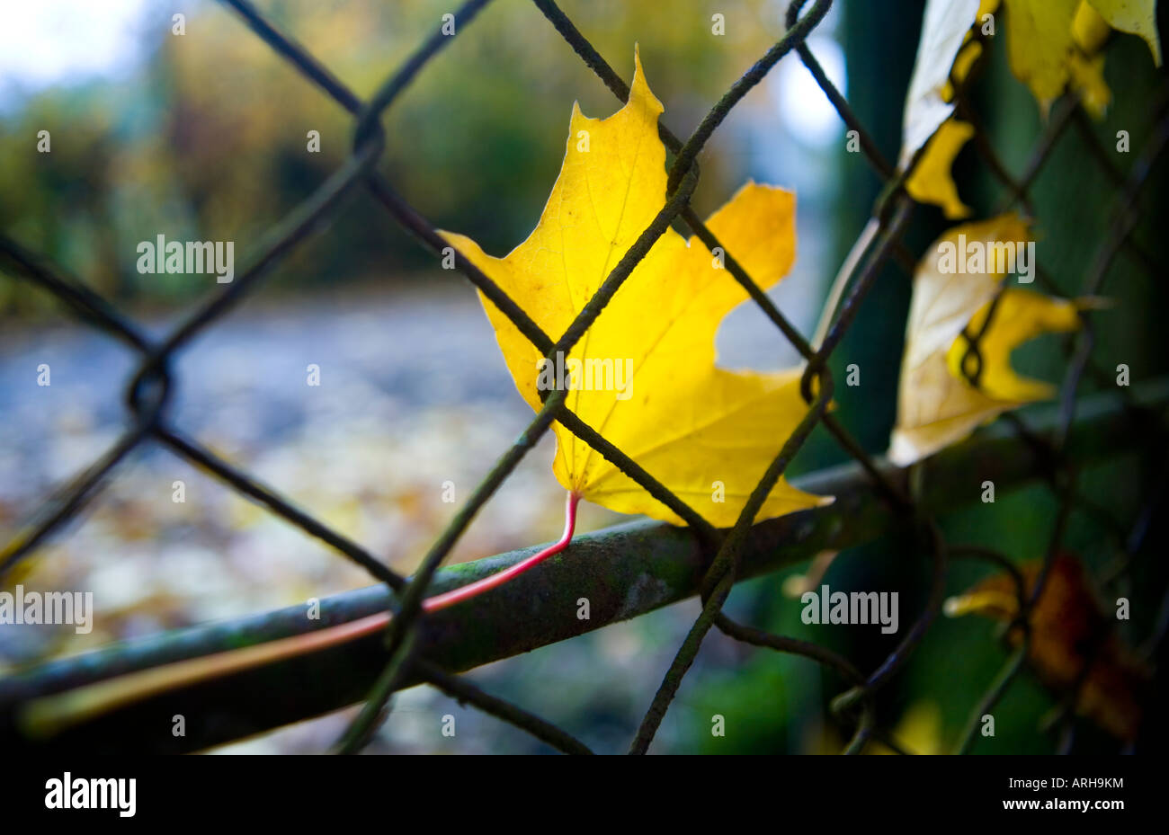 Wire veins hi-res stock photography and images - Alamy