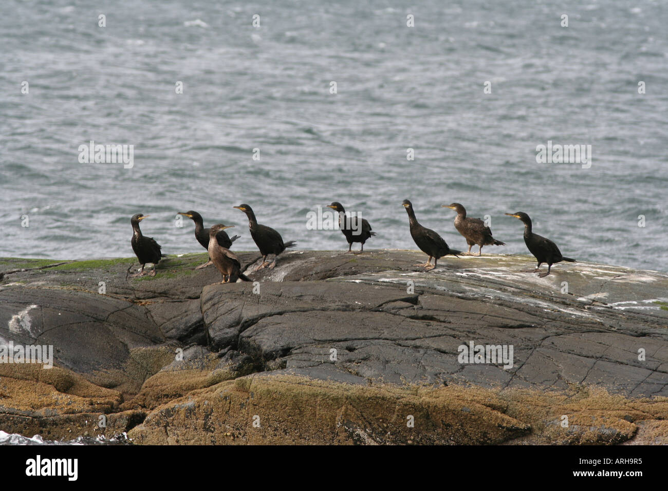 Shag colony, western scotland Stock Photo - Alamy