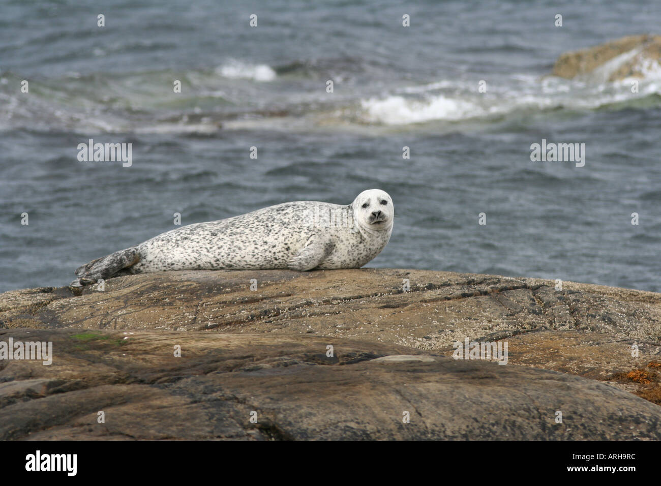 Common seal basking, Kintrye, Argyll, Scotland Stock Photo - Alamy