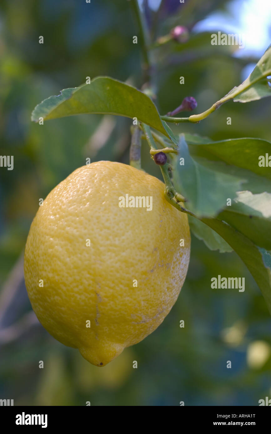 Eureka variety hi-res stock photography and images - Alamy