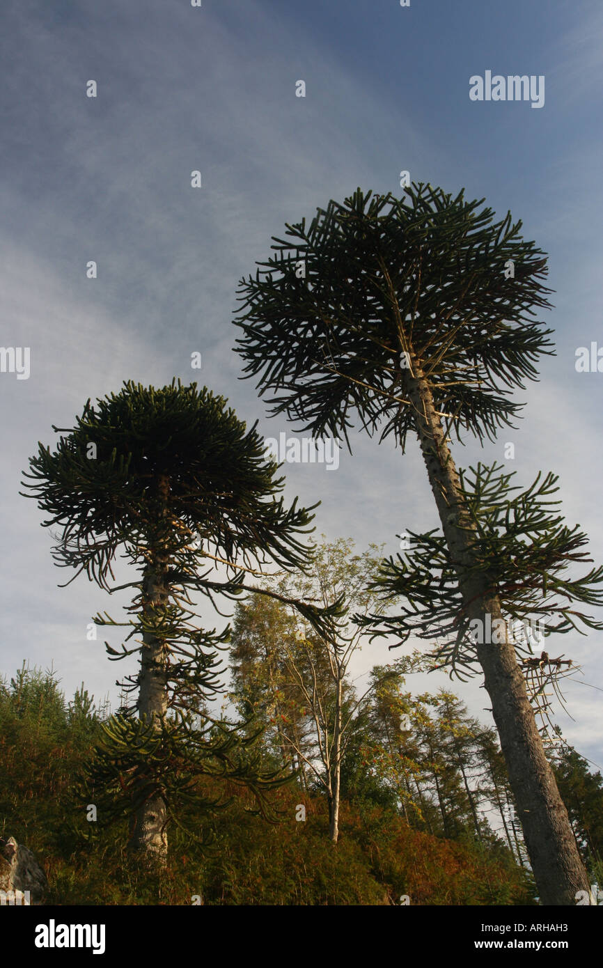 Monkey puzzle trees in scotland Stock Photo - Alamy