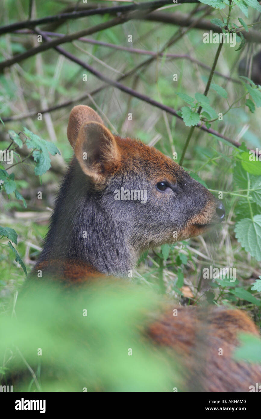 Cute pudu hi-res stock photography and images - Alamy