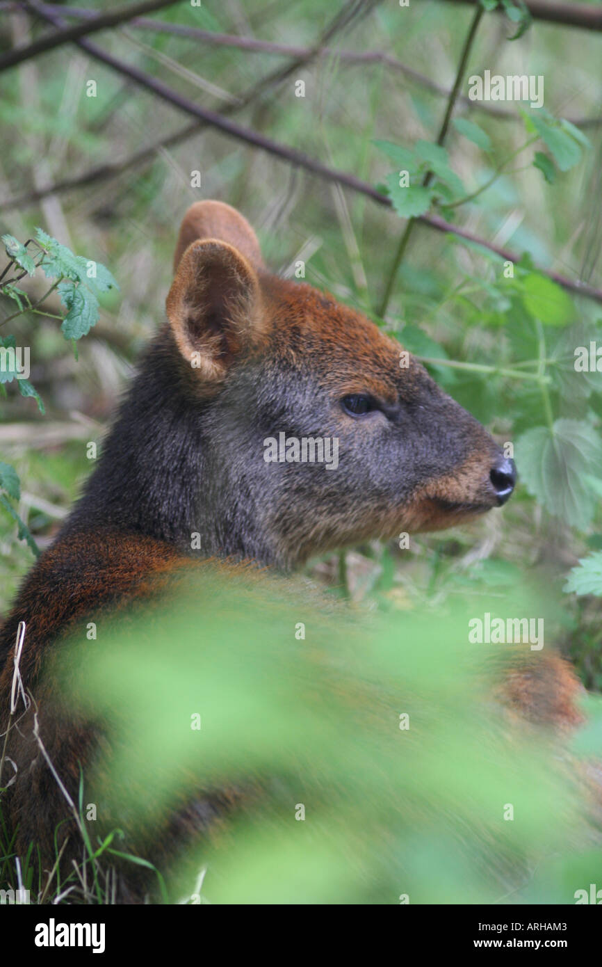 Cute pudu hi-res stock photography and images - Alamy