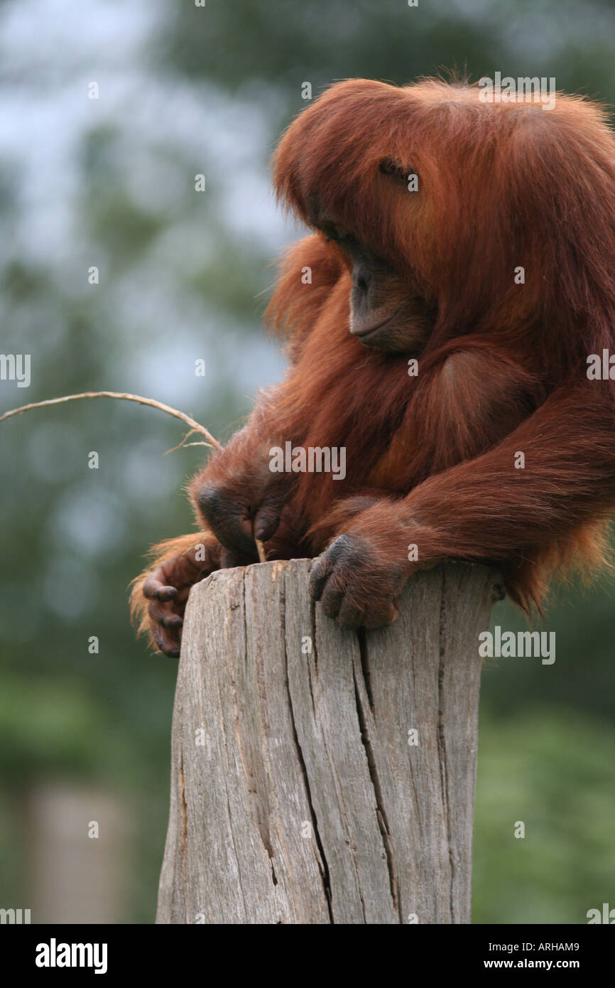 Orangutan tool use hi-res stock photography and images - Alamy