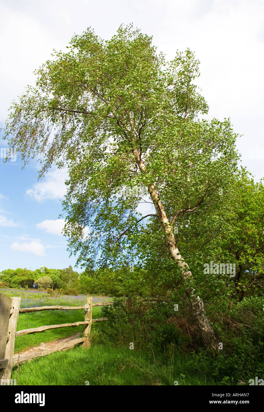 Common name: Tree - Birch Latin name: Betula pendula Stock Photo - Alamy