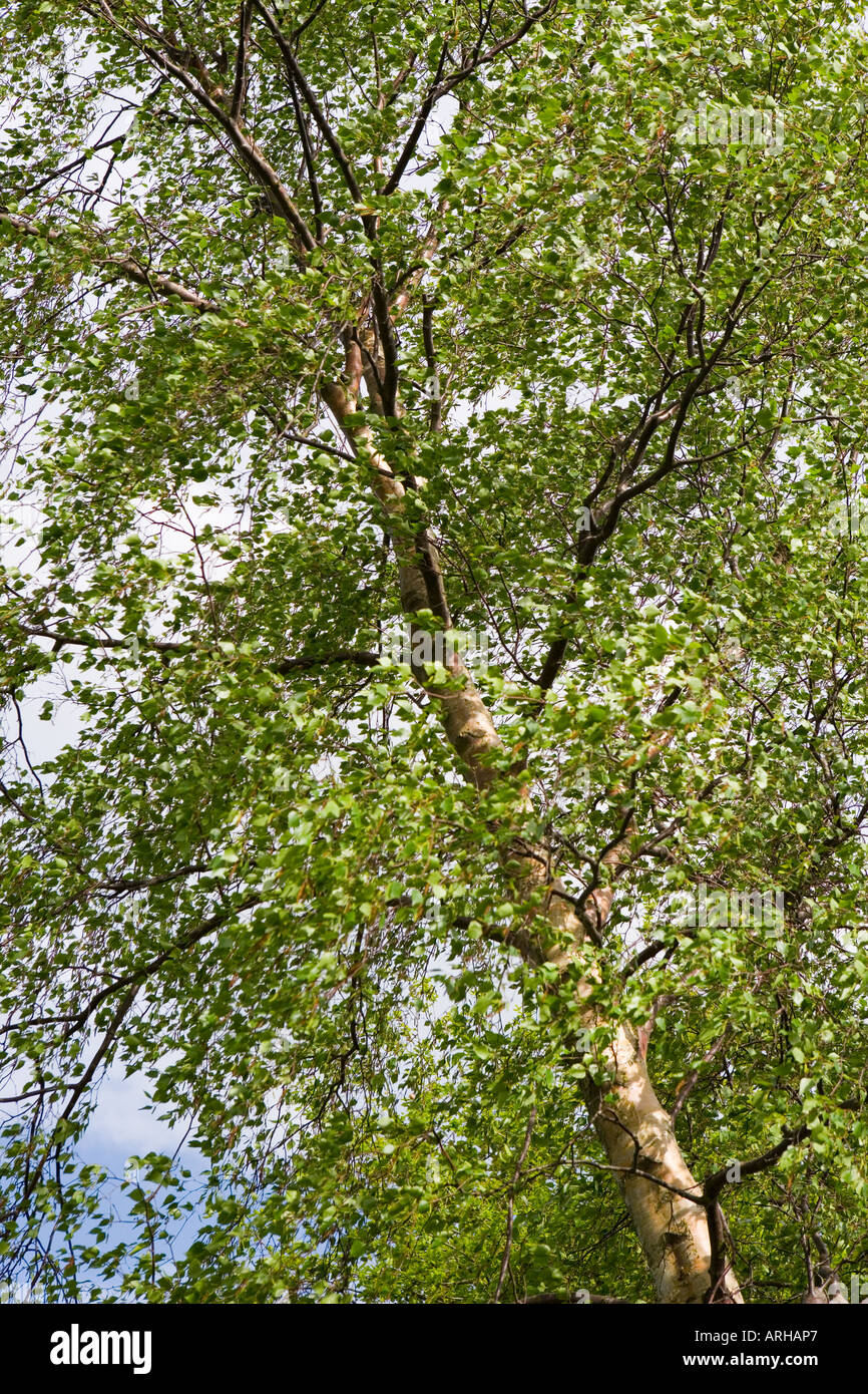 Common name: Tree - Birch Latin name: Betula pendula Stock Photo - Alamy