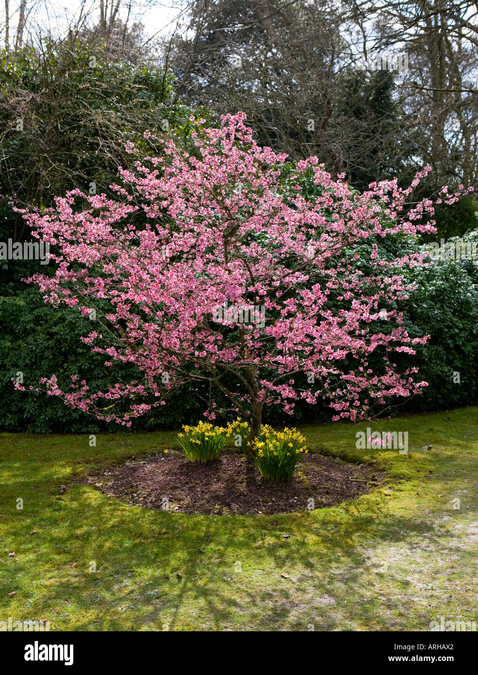 COMMON NAME: Cherry blossom LATIN NAME: Prunus Stock Photo - Alamy