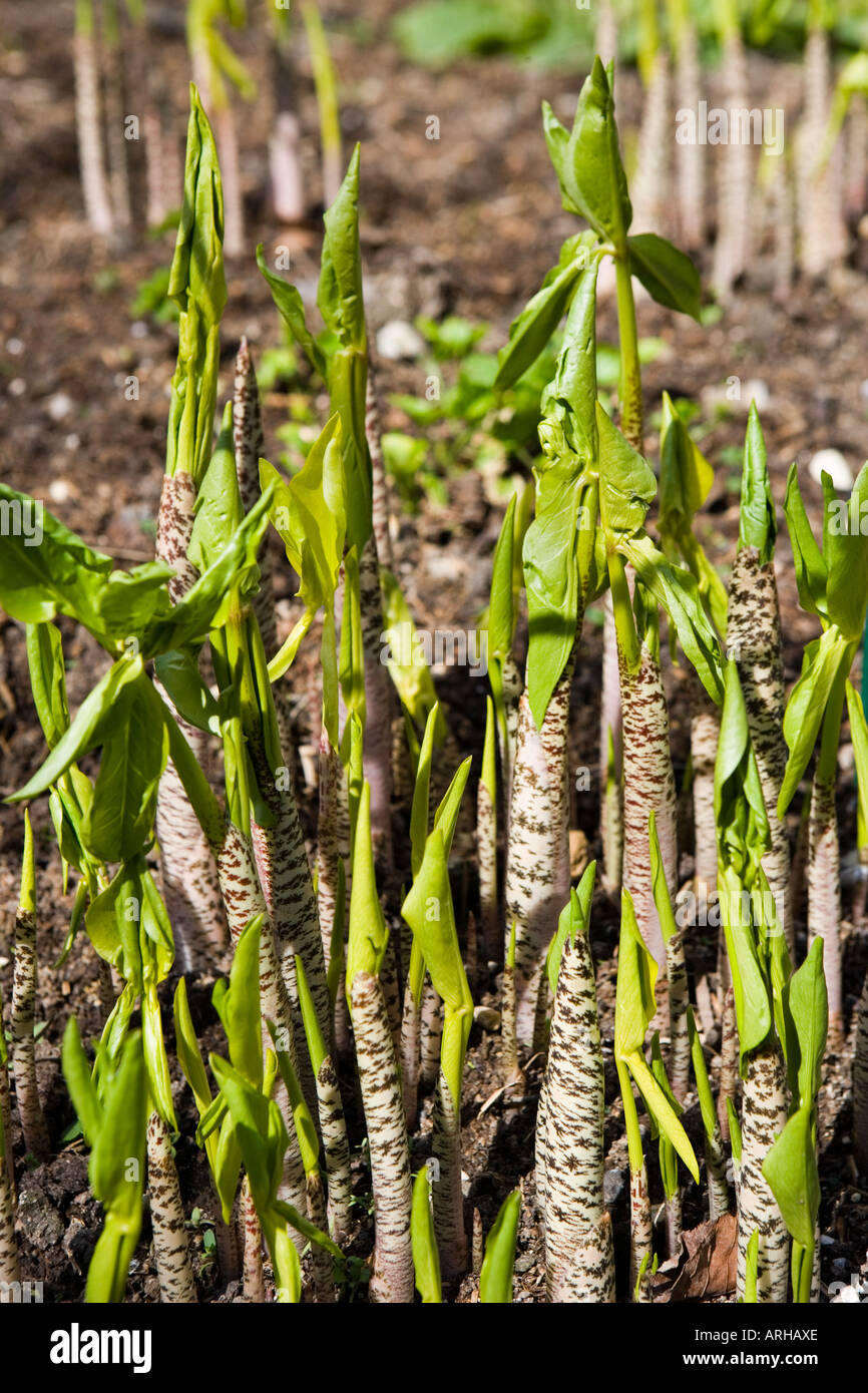 Common name: New shoots Stock Photo - Alamy