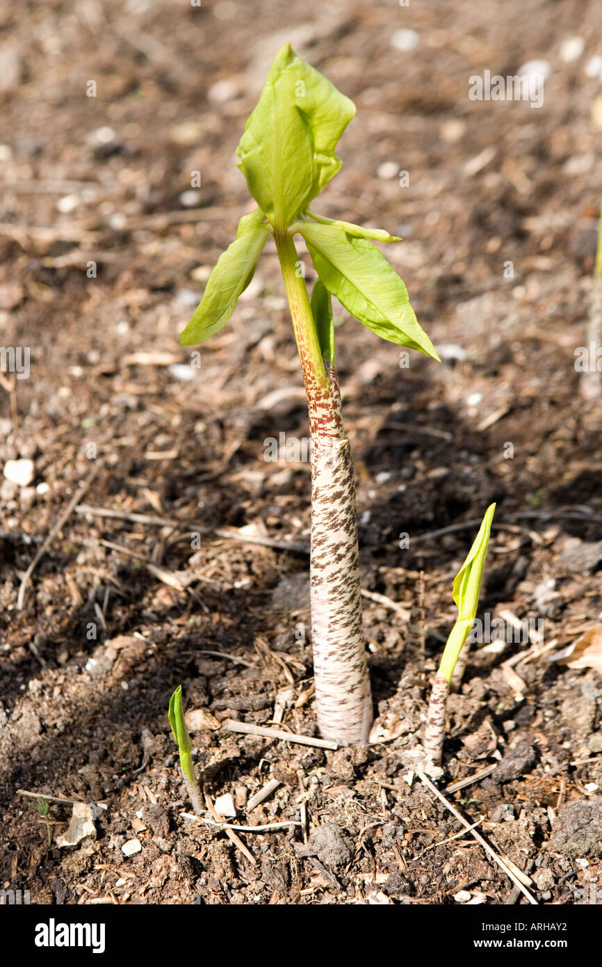 Common name: New shoots Stock Photo - Alamy