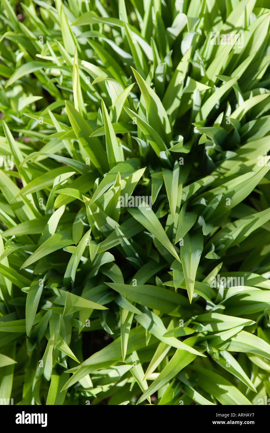 Common name grasses hi-res stock photography and images - Alamy