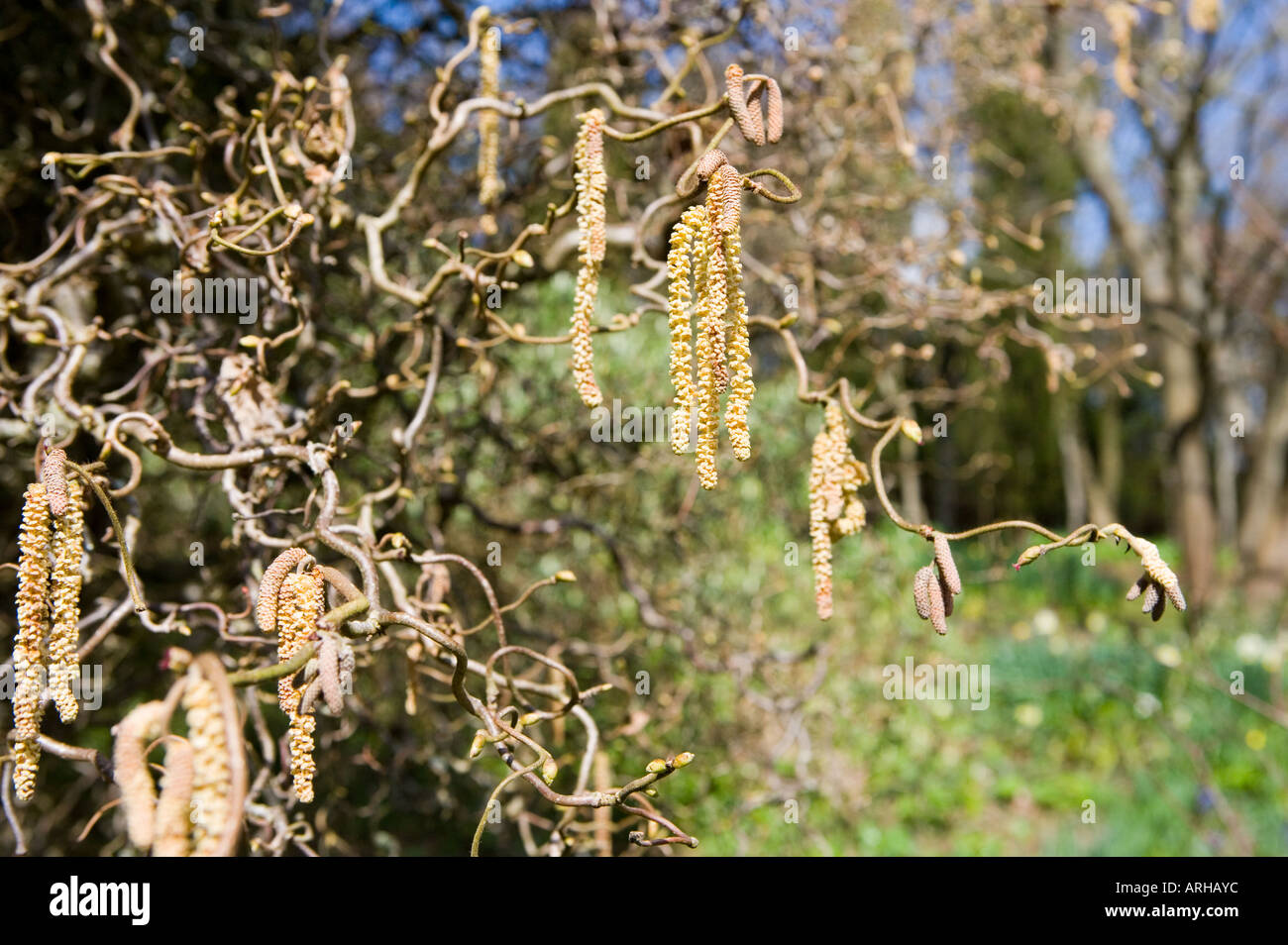 COMMON NAME Hazel catkin LATIN NAME Corylus avellana Stock Photo - Alamy
