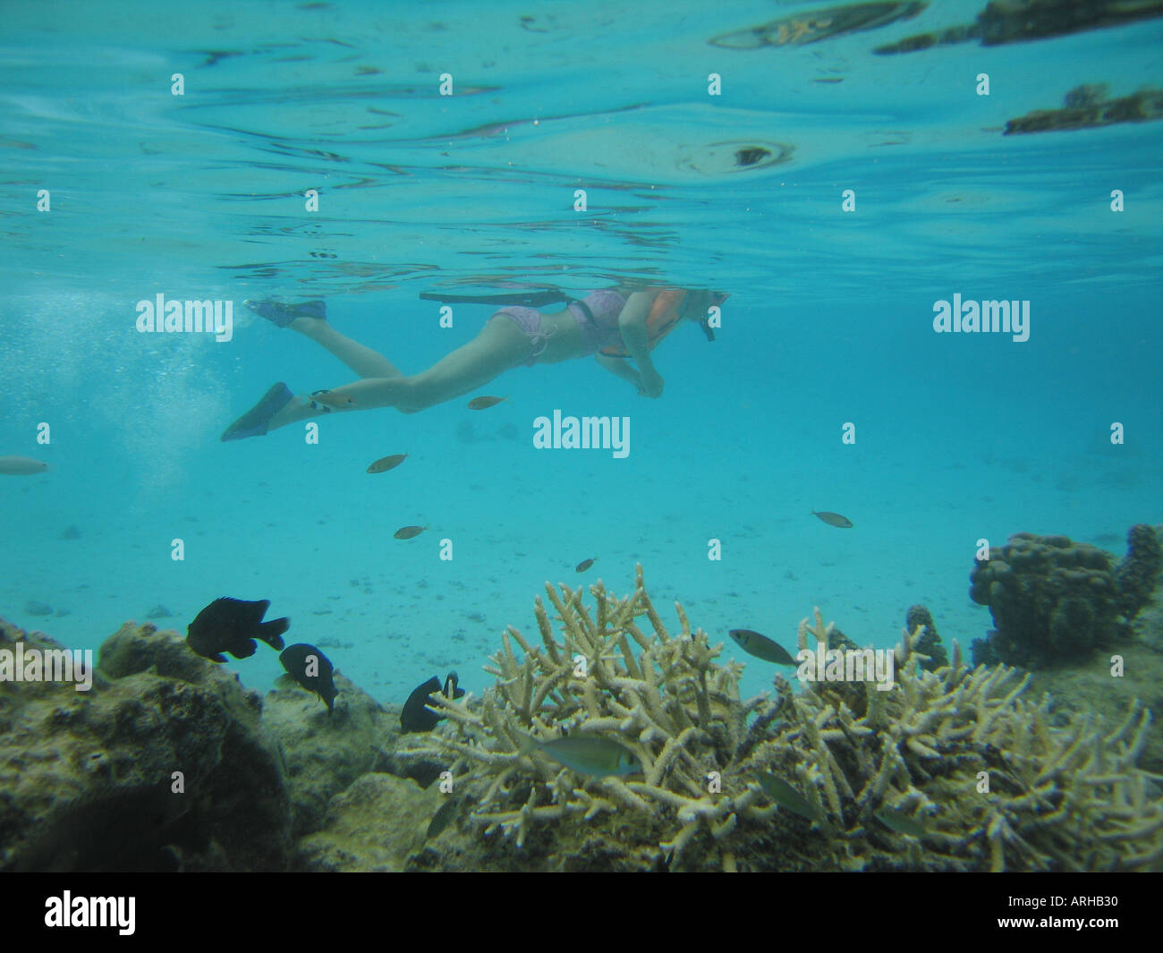 Underwater view of a young woman swimming wearing scuba gear Moorea ...