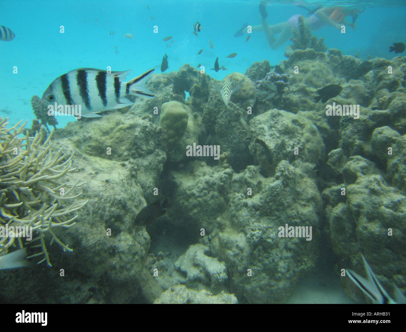 Underwater view of a black and white striped fish Moorea Tahiti French ...