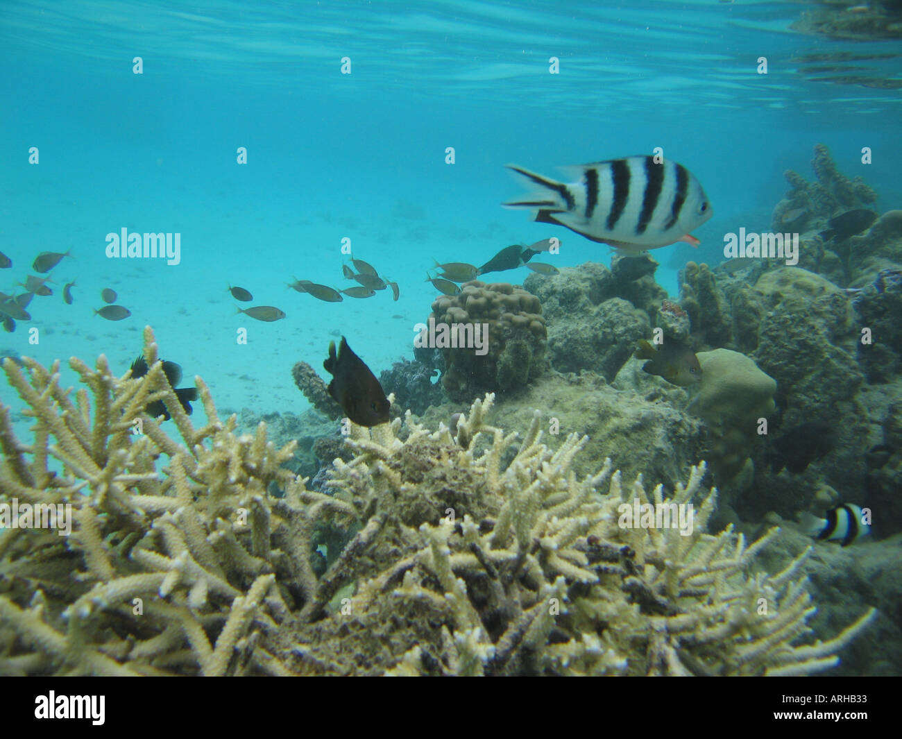 Underwater view of small fish swimming near water plants Moorea Tahiti ...