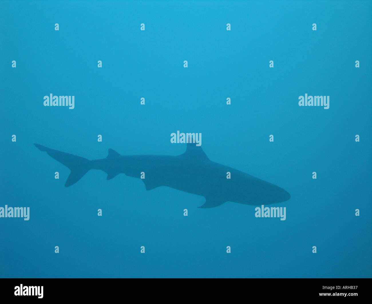 Underwater view of a reef shark Moorea Tahiti French Polynesia South ...