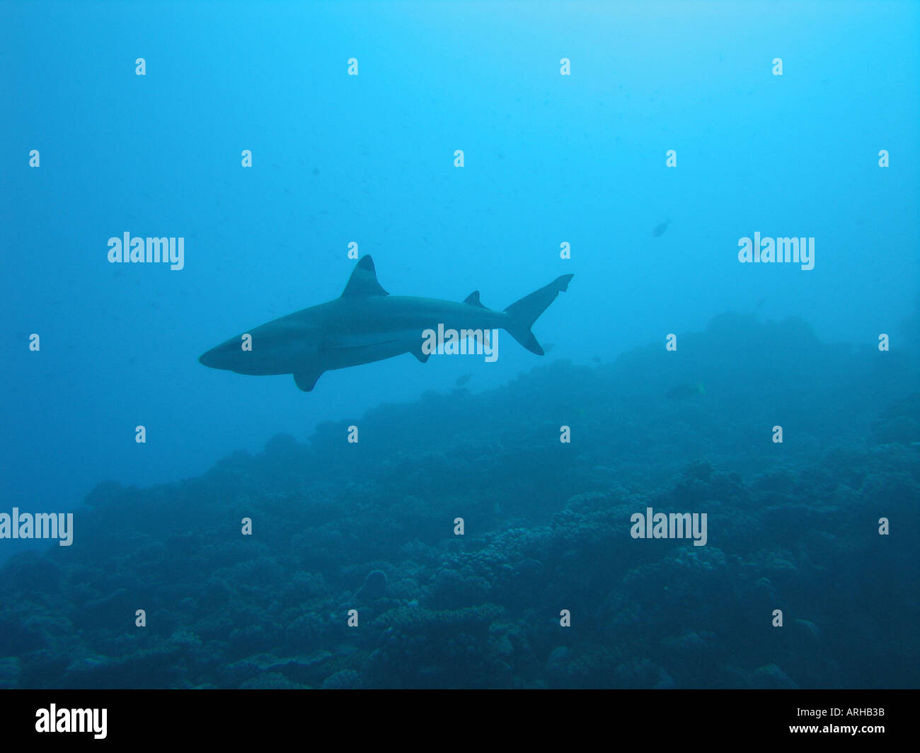 Underwater view of a reef shark Moorea Tahiti French Polynesia South ...