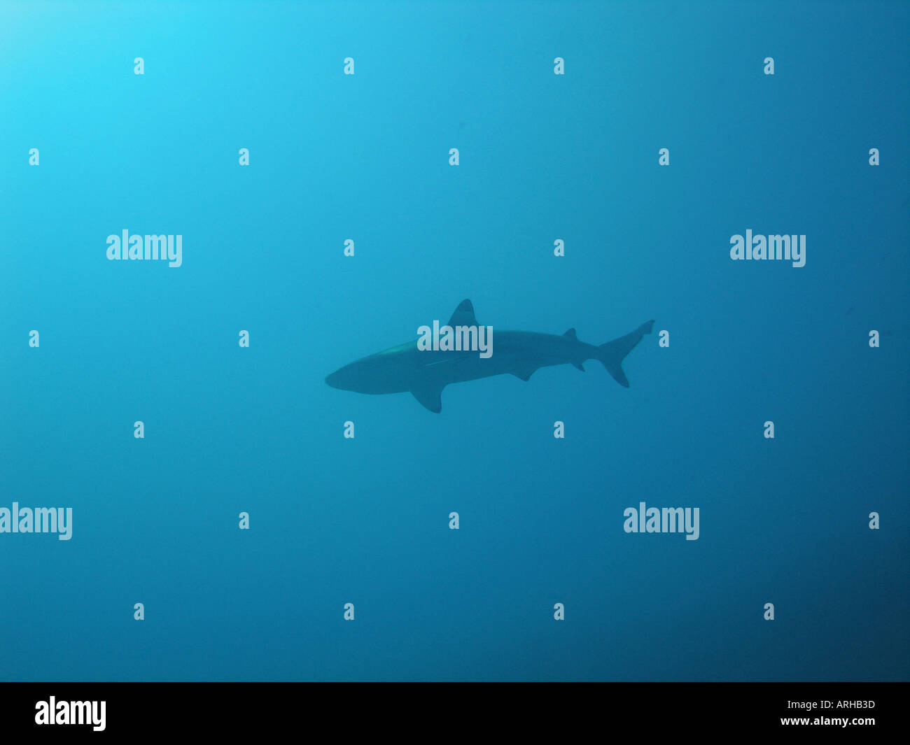 Underwater view of a reef shark Moorea Tahiti French Polynesia South ...