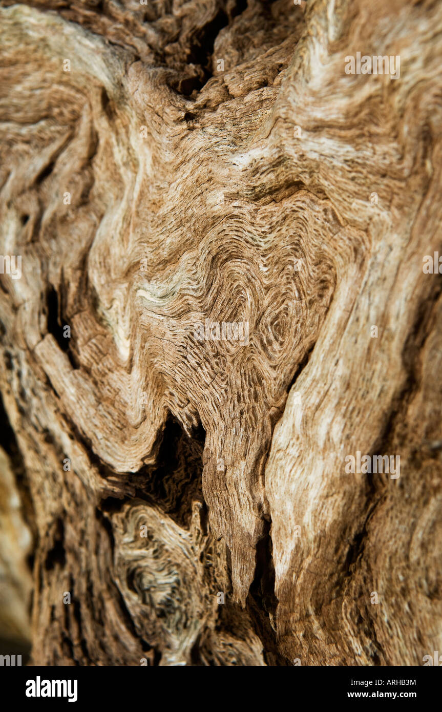 Tree Twisted Curved Bark High Resolution Stock Photography and Images ...