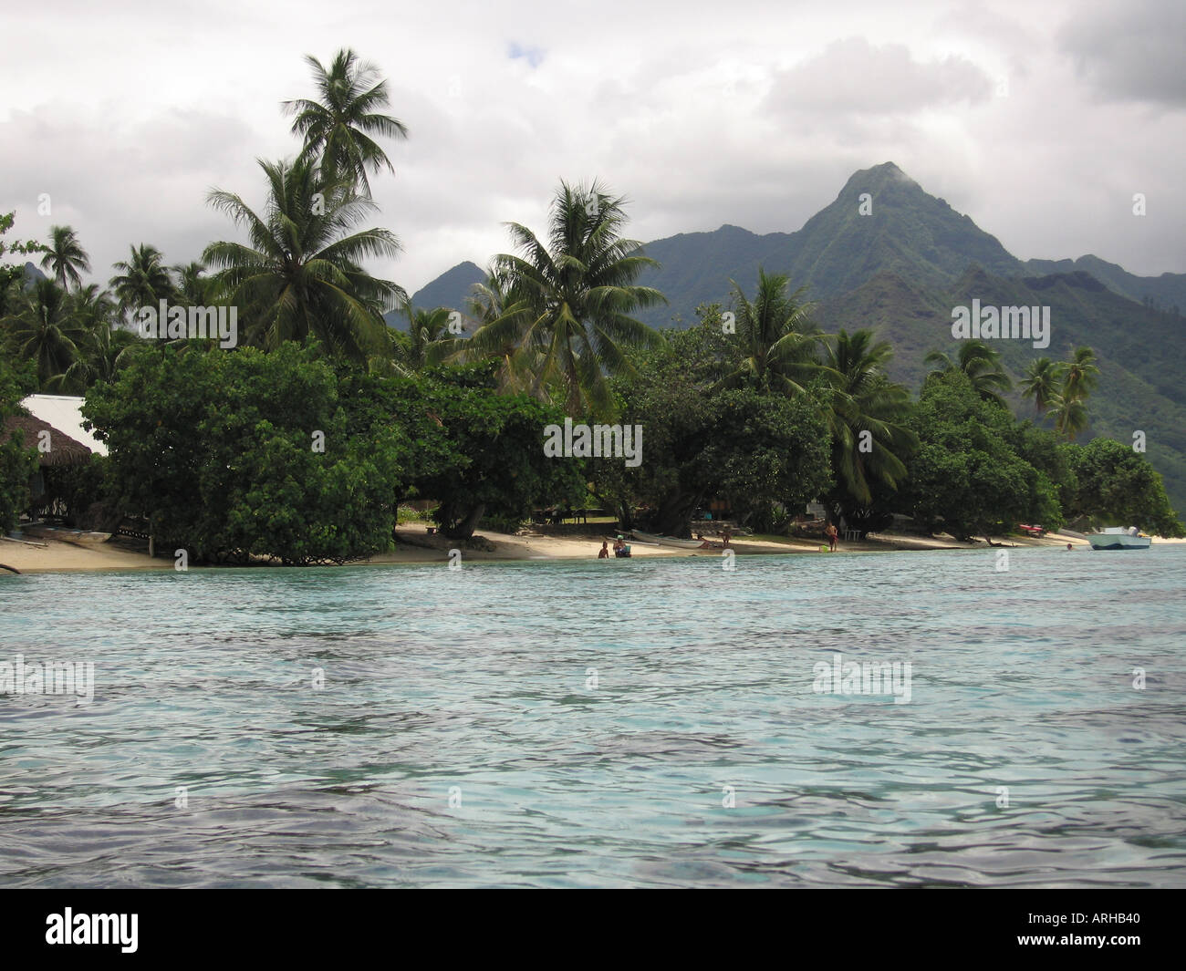 Trees on a seashore Moorea Tahiti French Polynesia South Pacific Stock ...