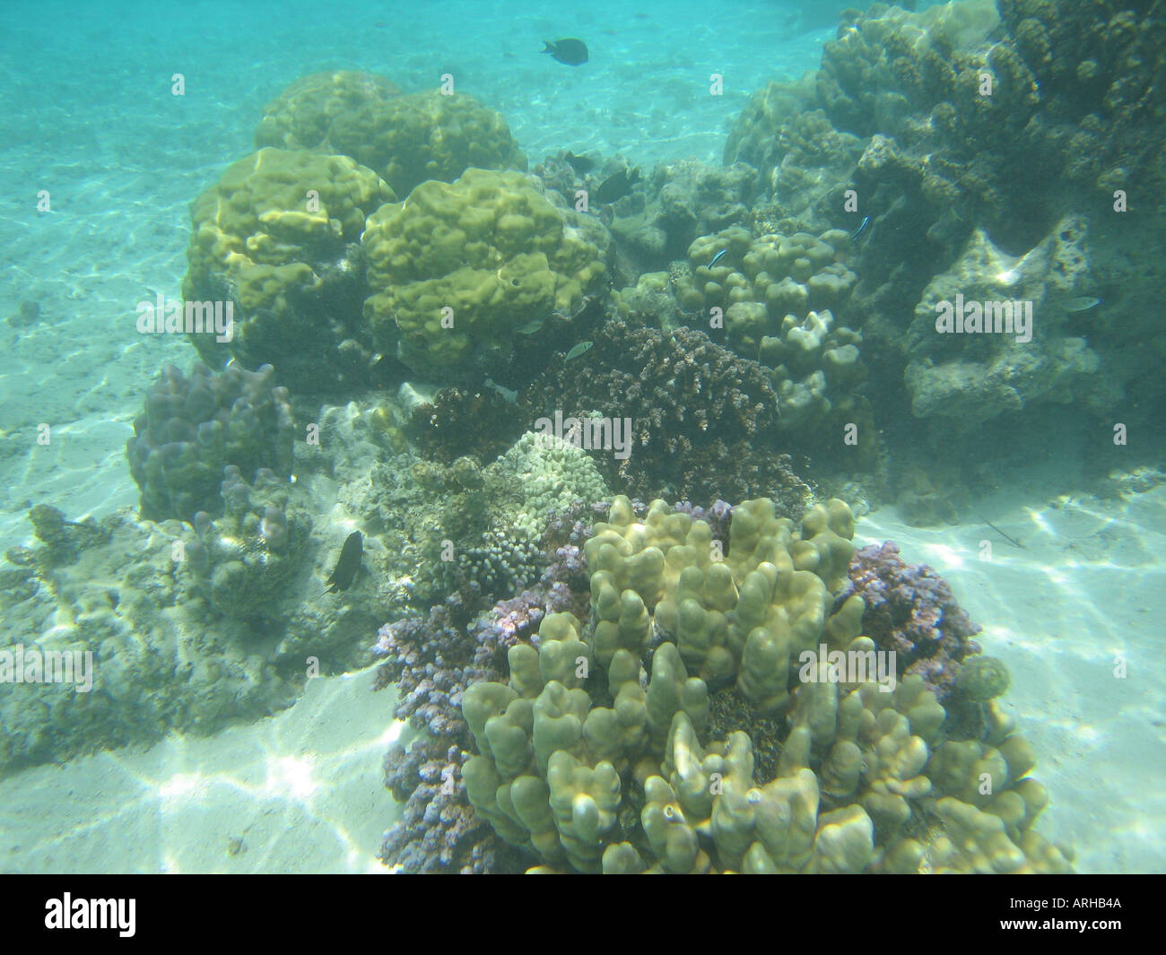 Underwater view of water plants Moorea Tahiti French Polynesia South ...