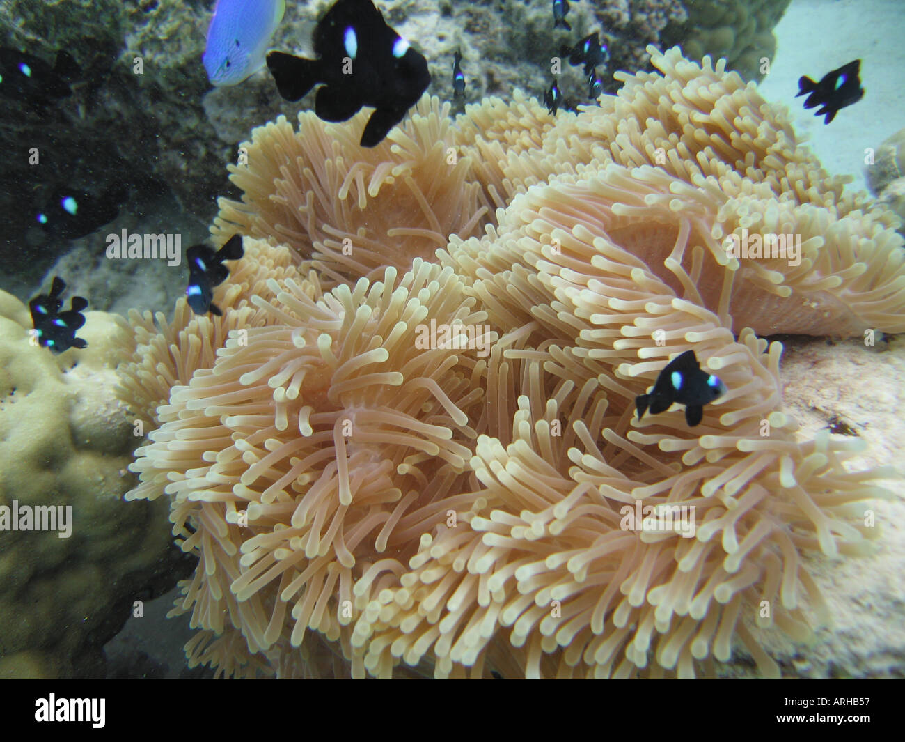 Underwater close up of a water plant Moorea Tahiti French Polynesia ...