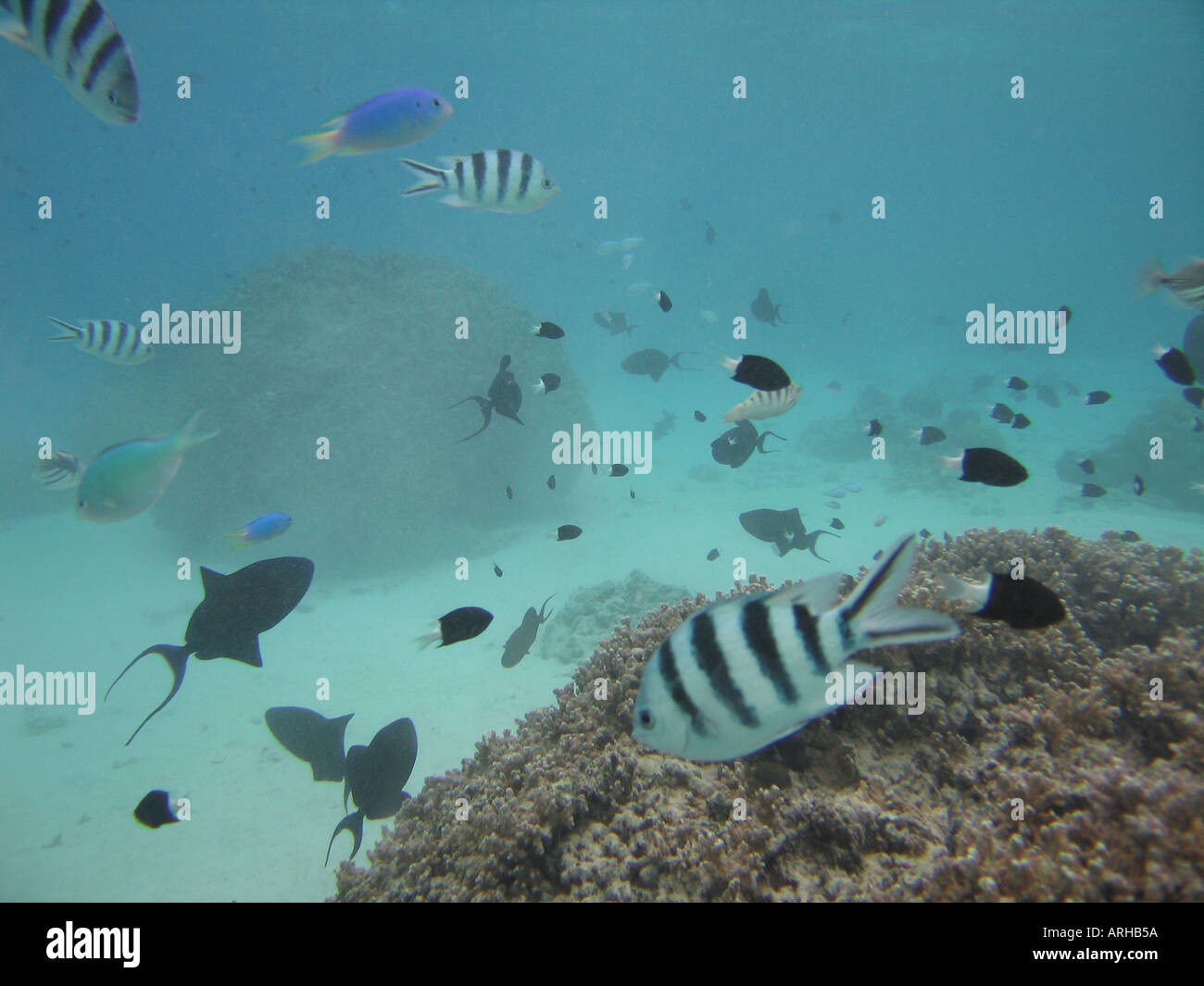 Underwater view of small fishes Moorea Tahiti French Polynesia South ...