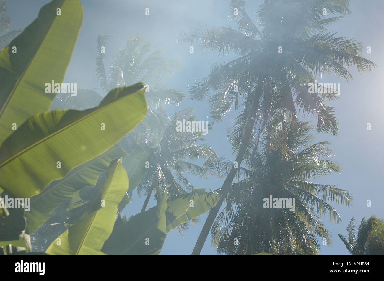 Low angle view of tropical trees Moorea Tahiti French Polynesia South ...