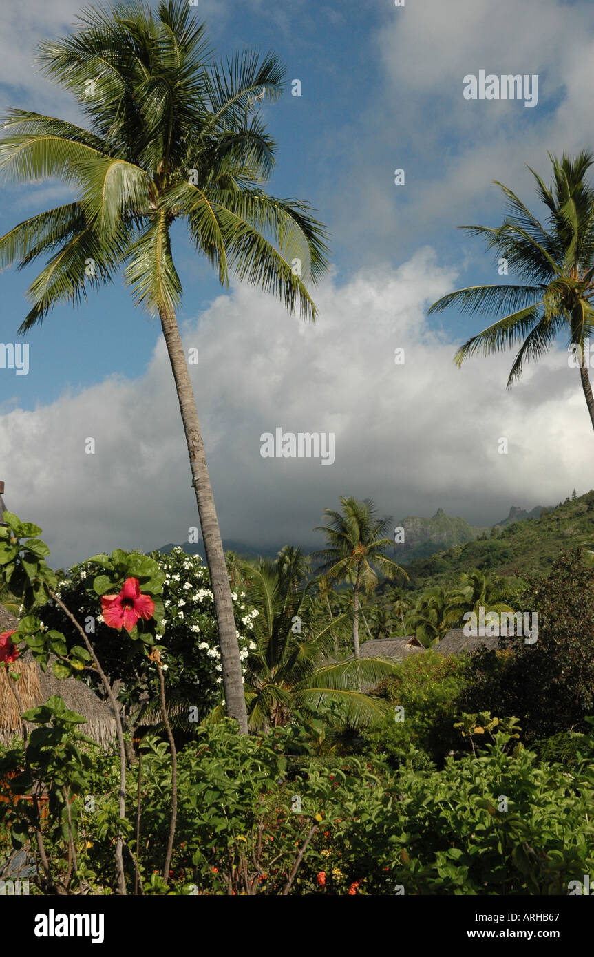 A tropical forest Moorea Tahiti French Polynesia South Pacific Stock ...
