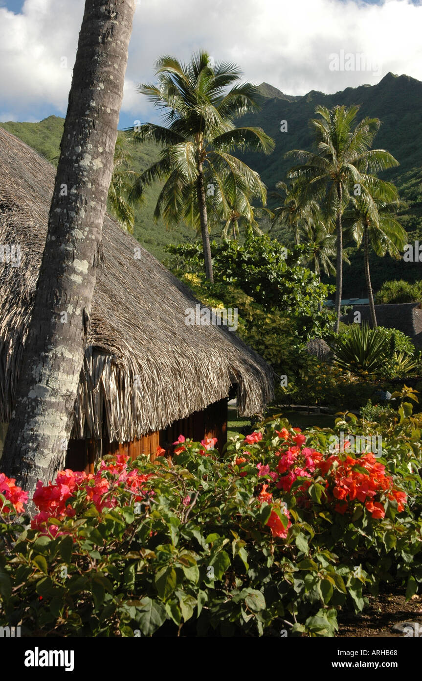 A tropical garden Moorea Tahiti French Polynesia South Pacific Stock ...