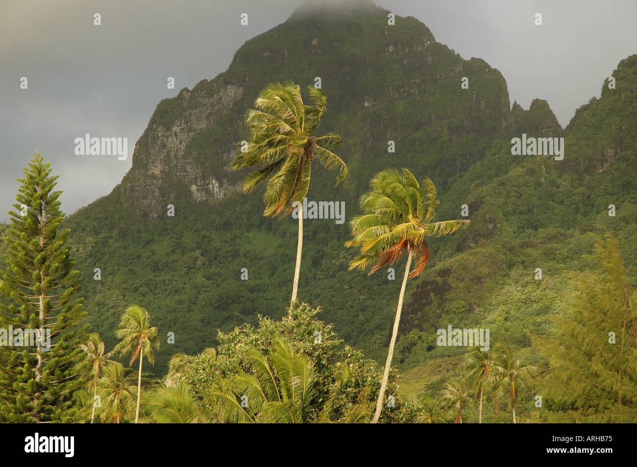 A tropical forest Moorea Tahiti French Polynesia South Pacific Stock ...