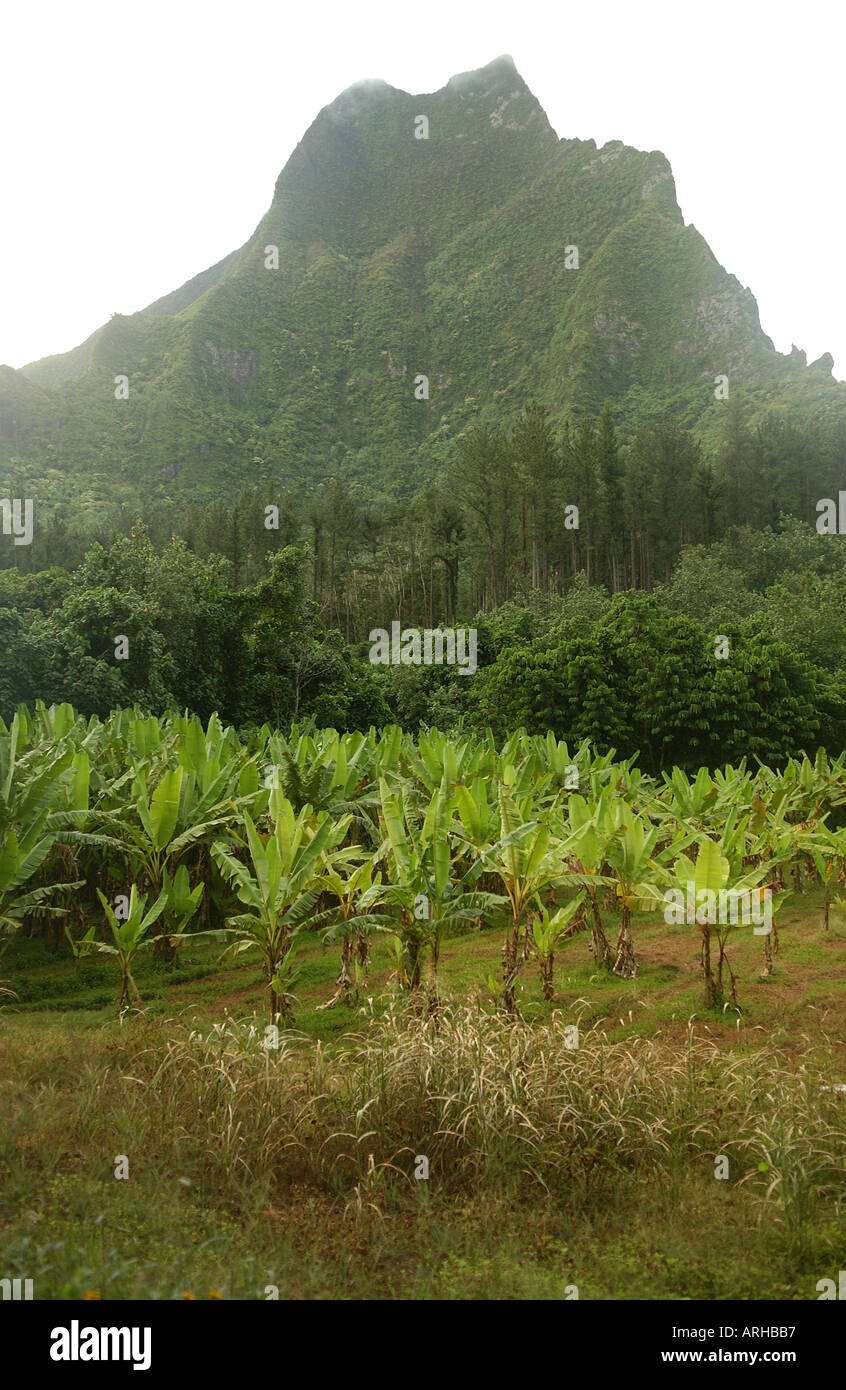 Tropical vegetation Moorea Tahiti French Polynesia South Pacific Stock ...