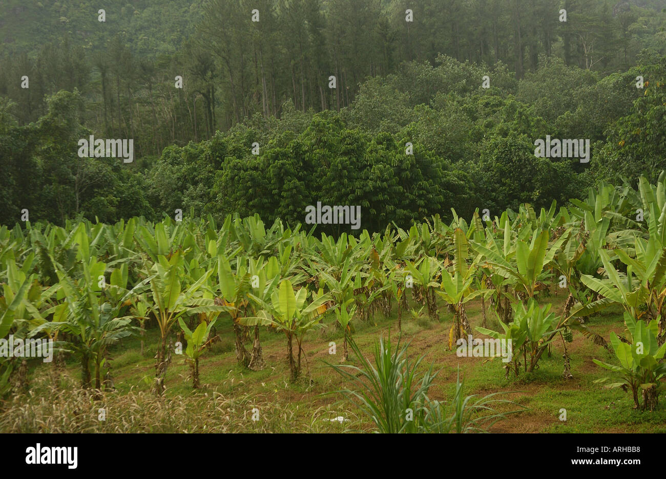 Tropical rain forest tahiti french hi-res stock photography and images ...