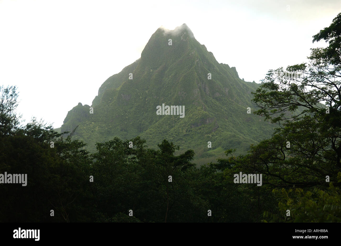 A tropical forest at the foot of a hill Moorea Tahiti French Polynesia ...