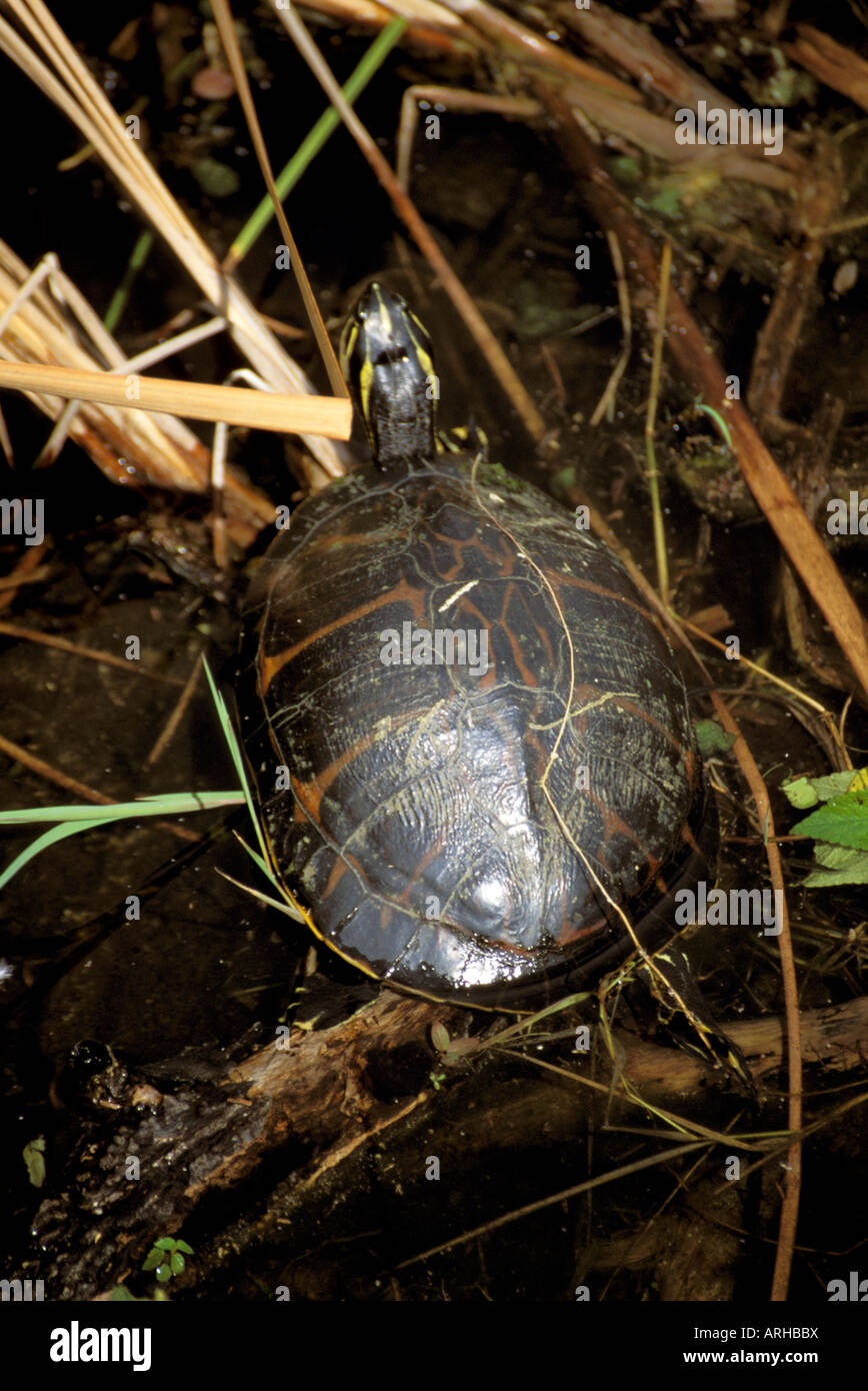 Hard shell turtle hi-res stock photography and images - Alamy