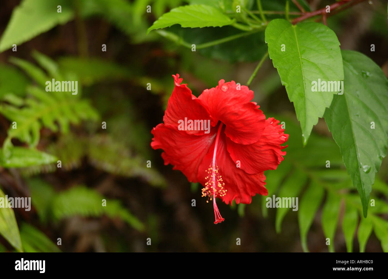 Close up of a red tropical flower Moorea Tahiti French Polynesia South ...