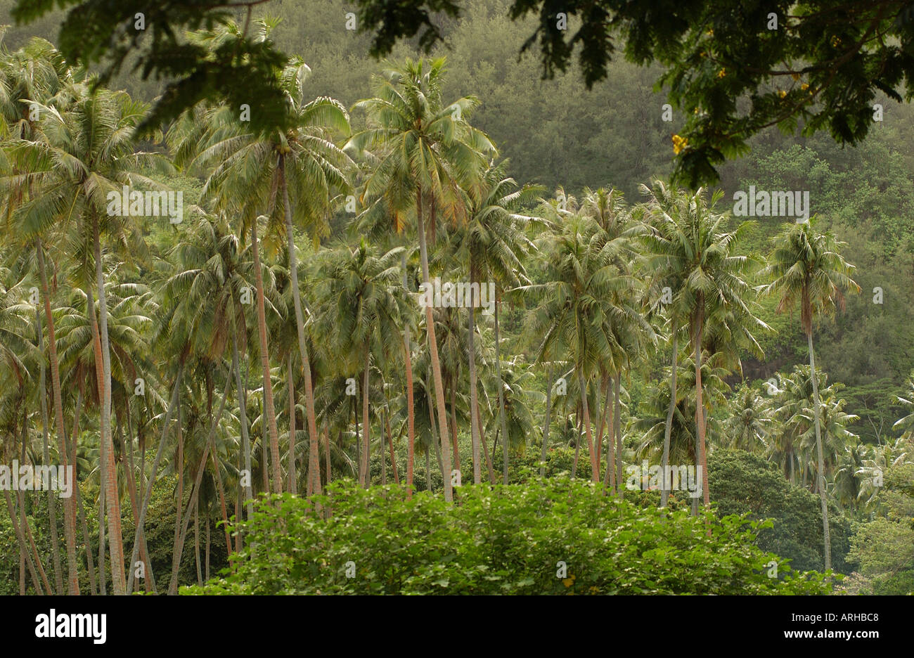 A tropical forest Moorea Tahiti French Polynesia South Pacific Stock ...