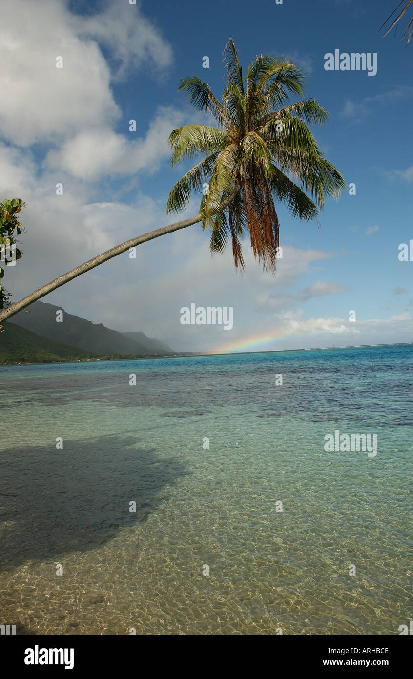 An overhanging palm tree on a beach Moorea Tahiti French Polynesia ...