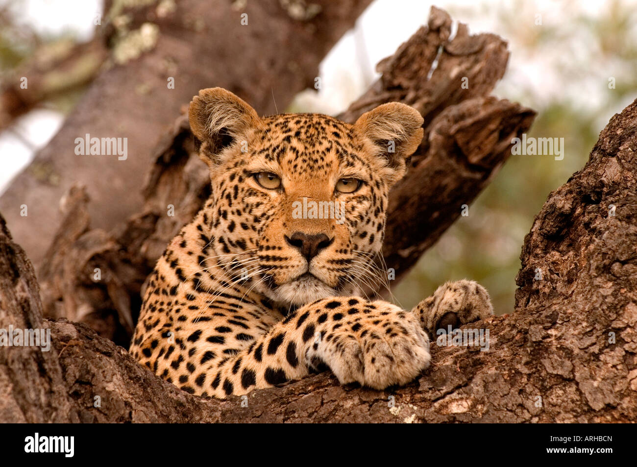 Leopard relax on the Red Thorn tree in Sabi Sand area Kruger National ...