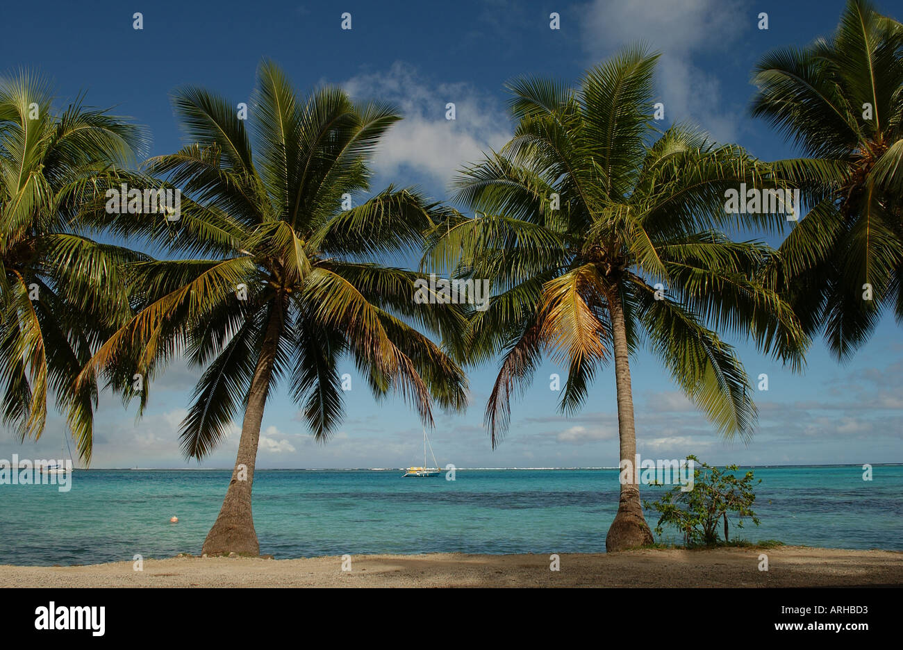 Palm trees on a beach Moorea Tahiti French Polynesia South Pacific ...