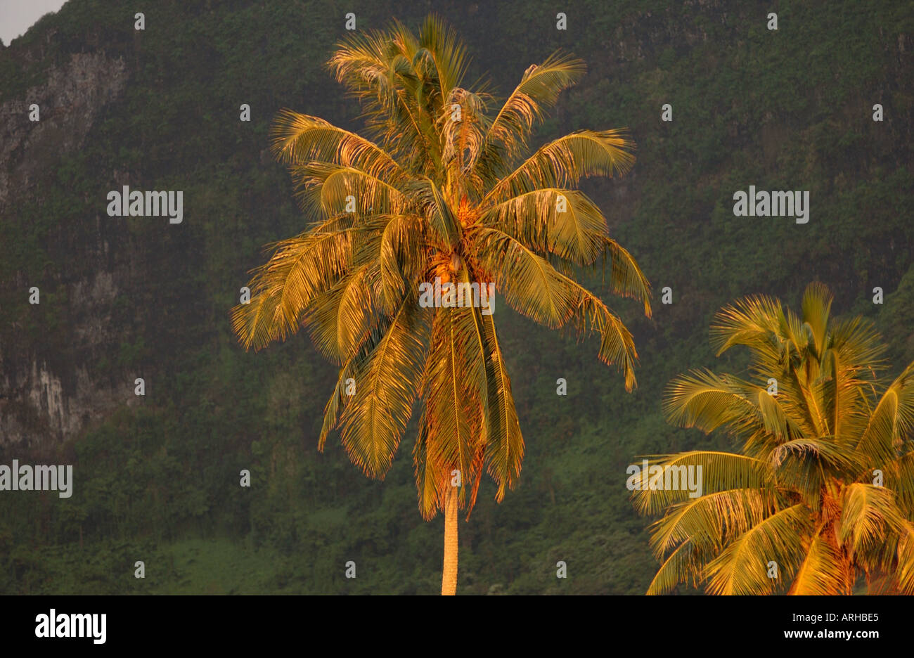 Palm trees Moorea Tahiti French Polynesia South Pacific Stock Photo - Alamy