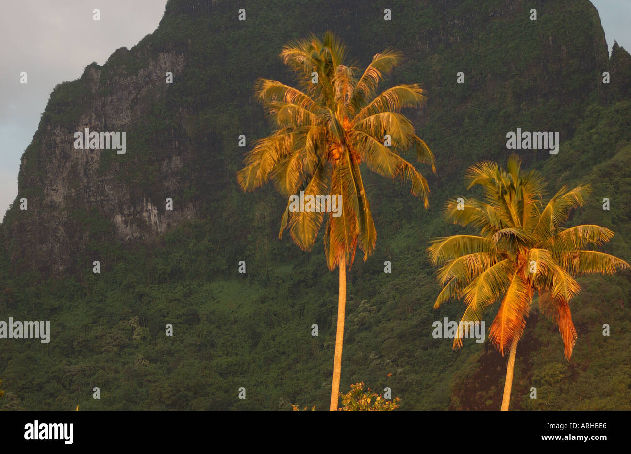 Palm trees near a hill Moorea Tahiti French Polynesia South Pacific ...