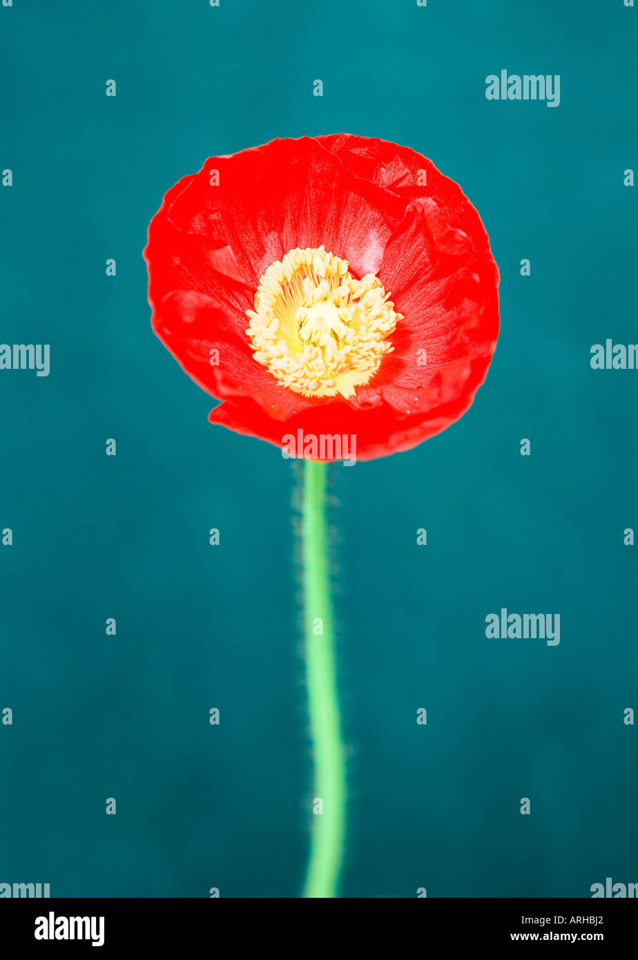 COMMON NAME: poppy LATIN NAME: papaver Stock Photo - Alamy