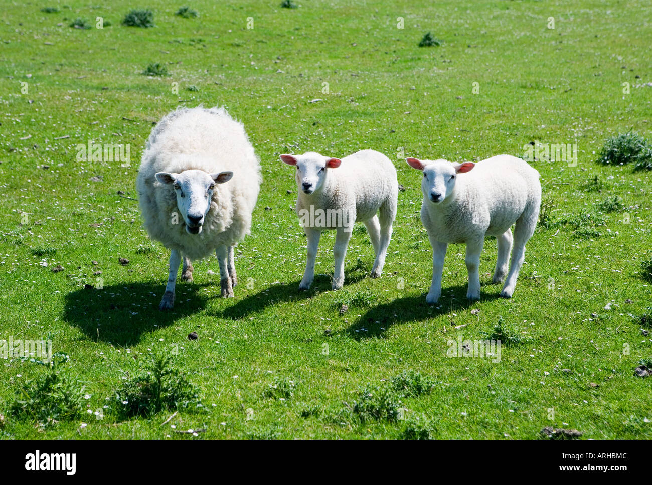 COMMON NAME: Sheep grazing Stock Photo - Alamy