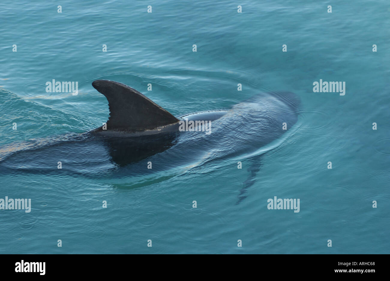 A reef shark with its tailfin outside the water Moorea Tahiti French ...