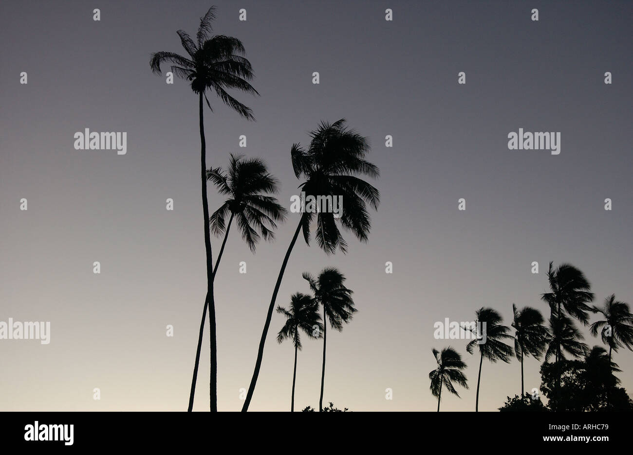 Panoramic view of palm trees Moorea Tahiti French Polynesia South ...