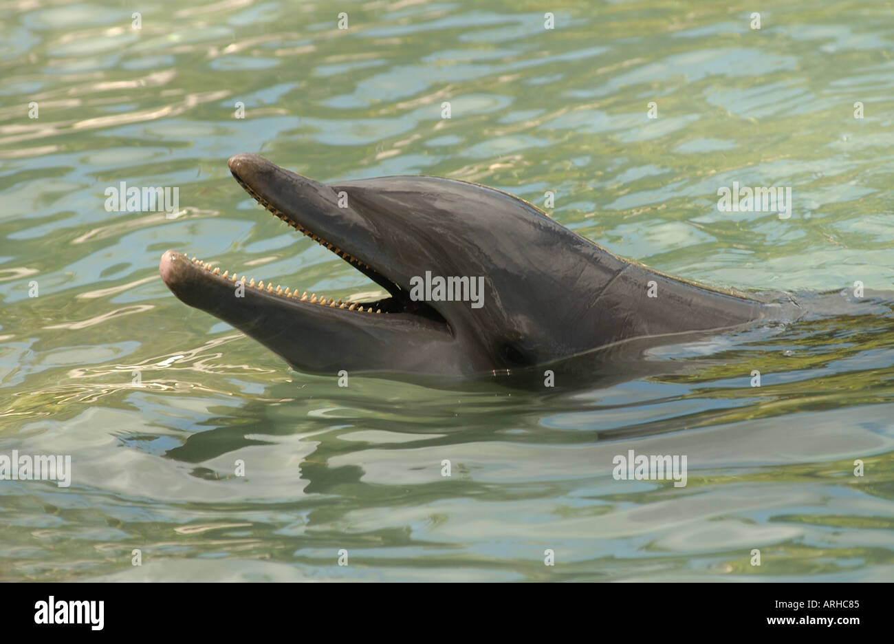 Close up of a dolphin with its snout out of water Moorea Tahiti French ...