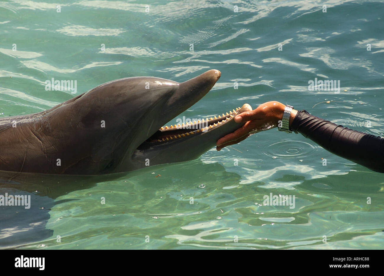 Close up of a dolphin touching a hand Moorea Tahiti French Polynesia ...