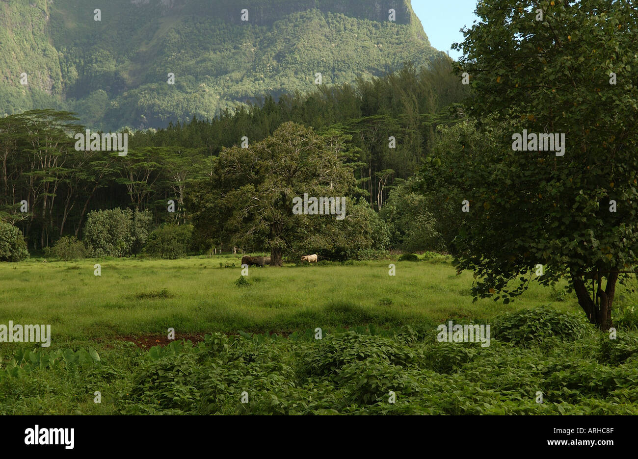 A tropical rain forest Moorea Tahiti French Polynesia South Pacific ...